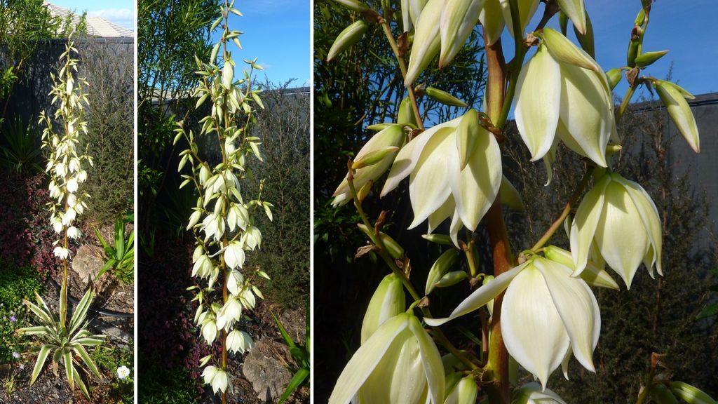 Yucca filamentosa – Karin's Garden