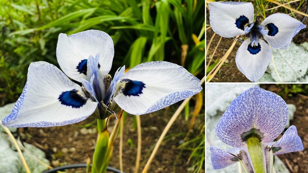 Moraea aristata – Blue-Eyed Peacock Iris – Karin's Garden